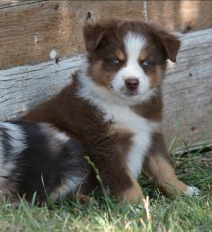 Litter #1-Paris-Ghost Eye Mini Aussies-Available puppies for sale. Blue ...